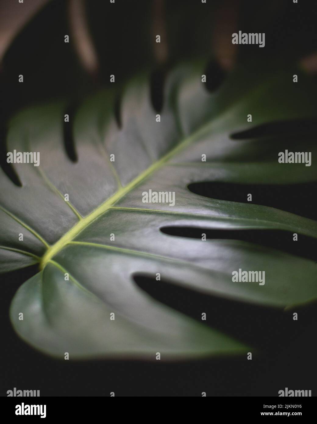 Wallpaper monstera hi-res stock photography and images - Alamy