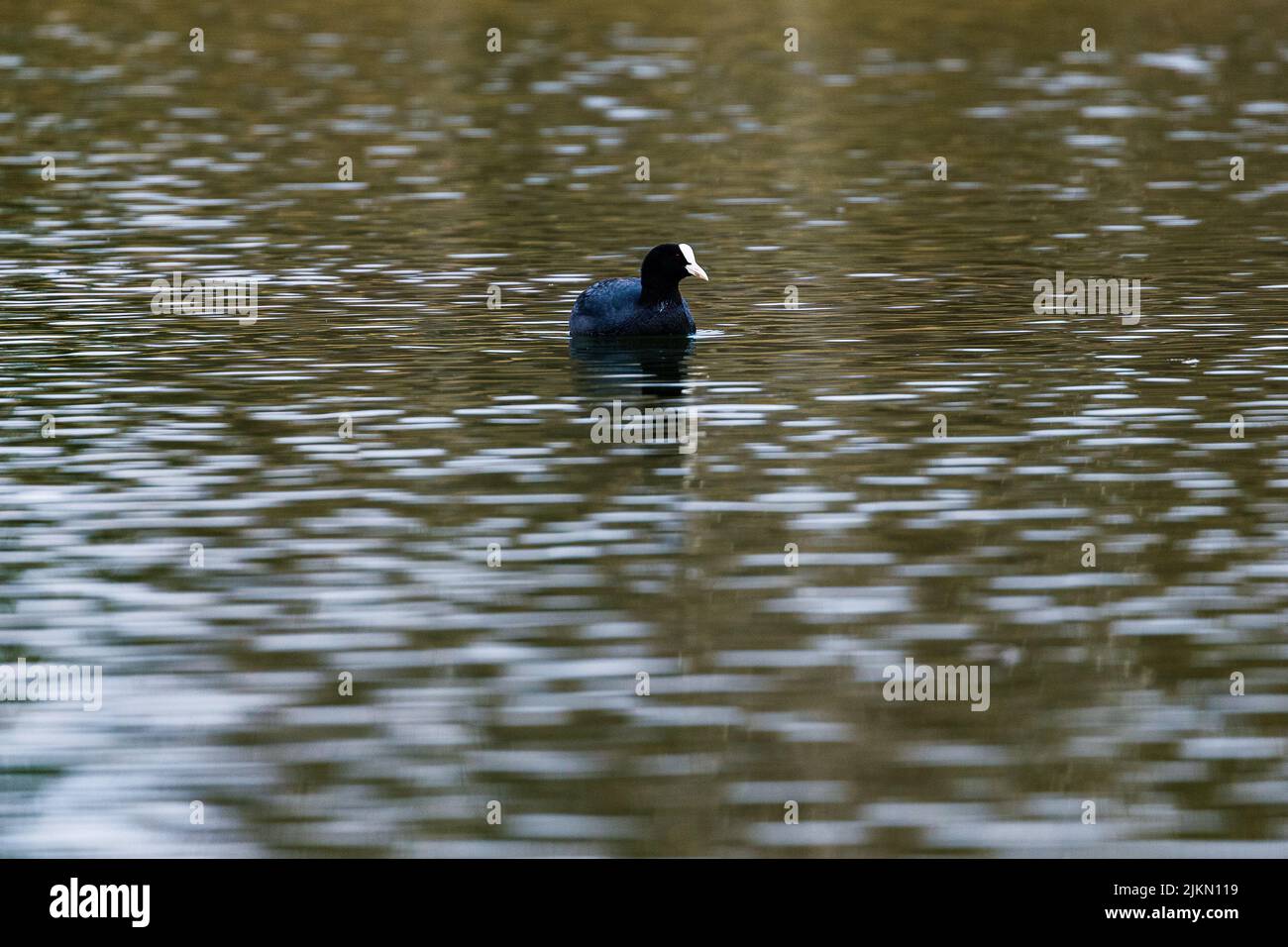 A lone coot floating on a calm lake Stock Photo - Alamy
