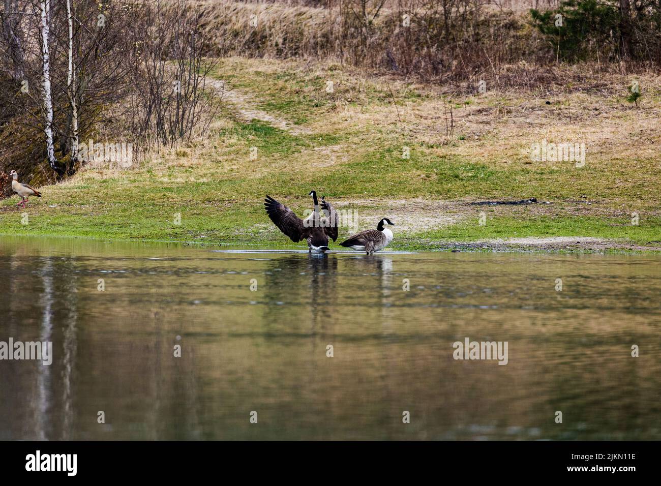 A flock of Canadian geese floating on a calm lake with reflection of ...