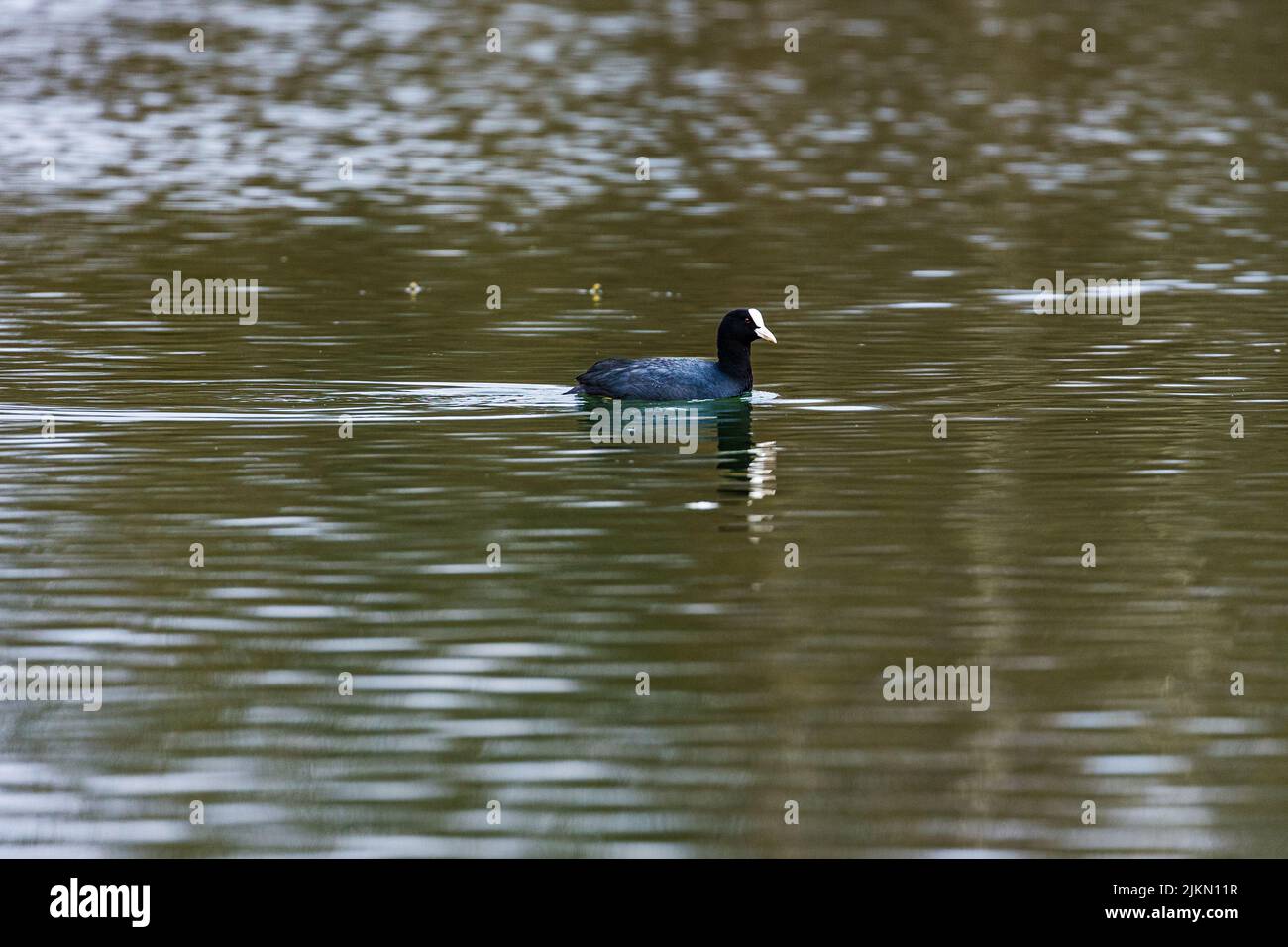 A lone coot floating on a calm lake Stock Photo - Alamy