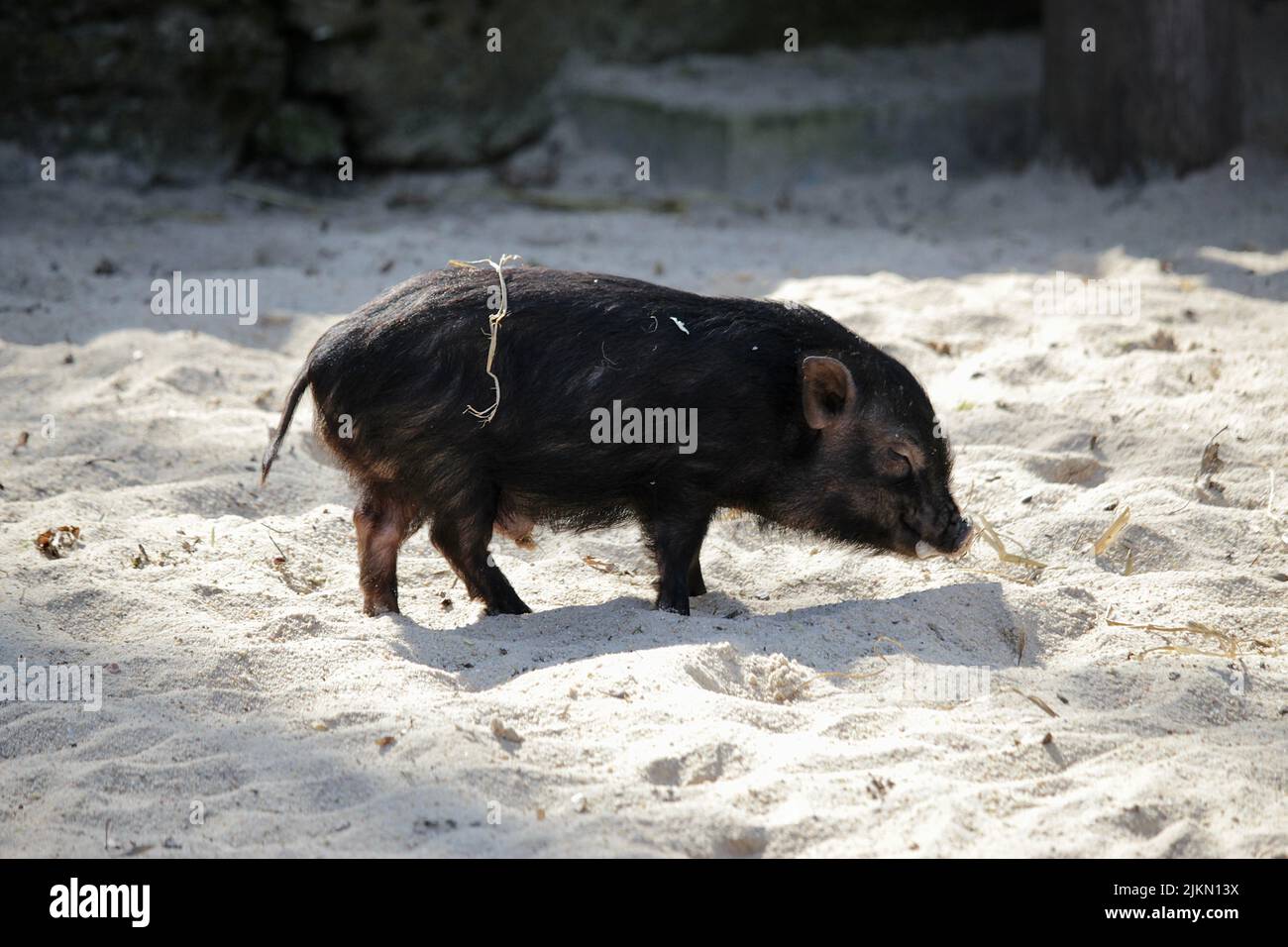 Cute baby piglet hi-res stock photography and images - Alamy