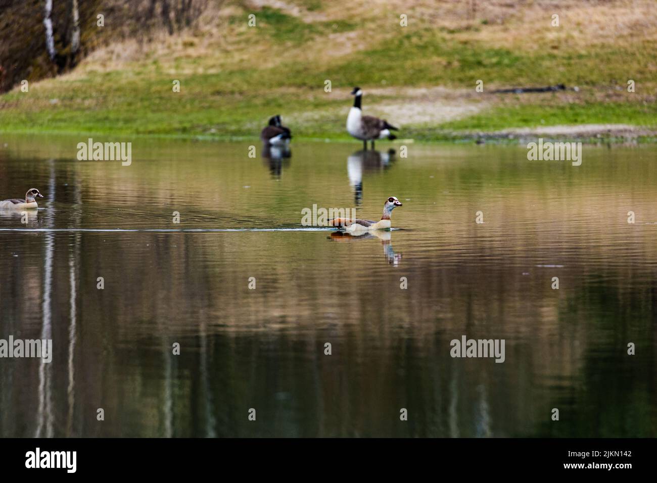 A flock of Canadian geese floating on a calm lake with reflection of ...