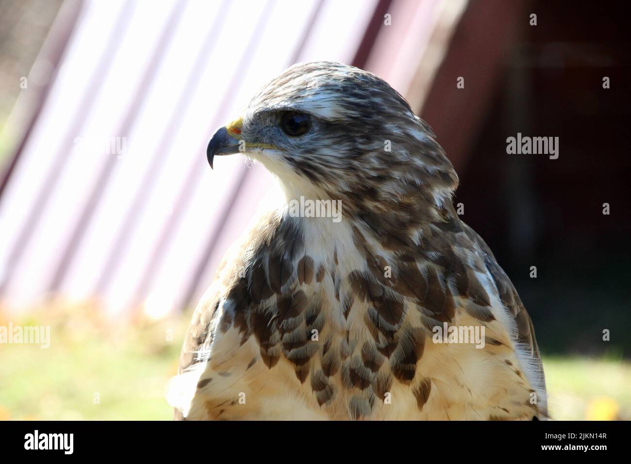 Hawk bird habitat hi-res stock photography and images - Alamy
