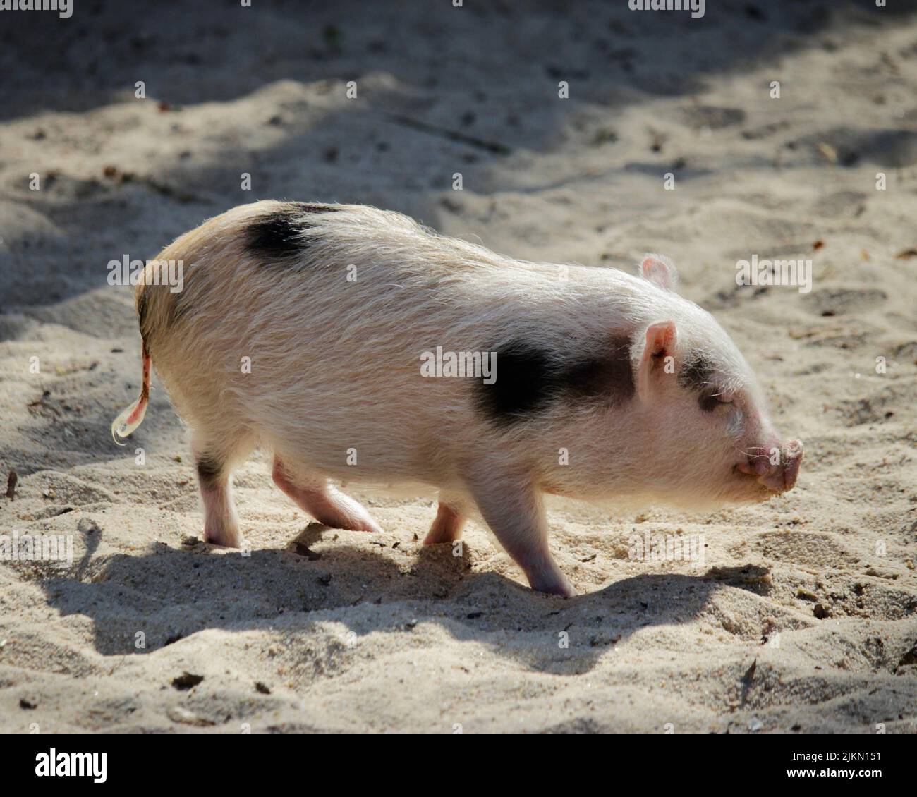 A cute spotted pink piglet walking around on sand Stock Photo - Alamy
