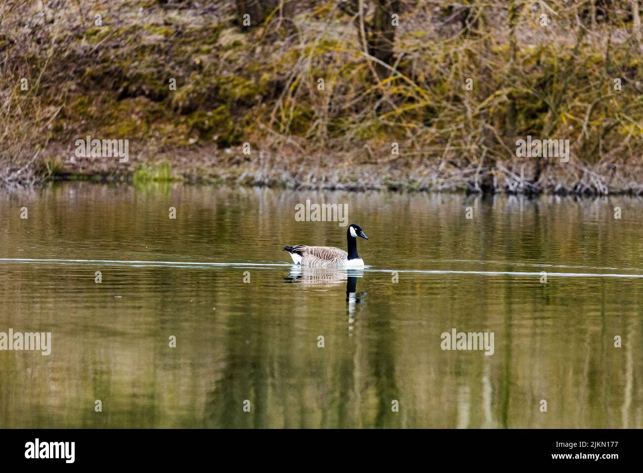 A lone Canadian goose floating on a calm lake with its reflection on ...