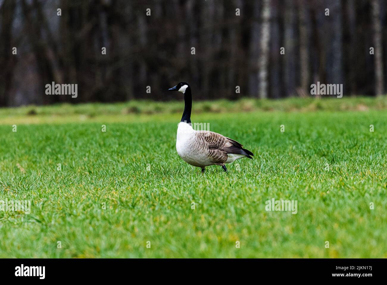 Foraging grass field wildlife bird hi-res stock photography and images ...
