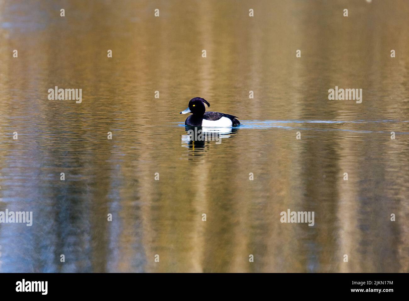 A lone diving duck floating on a calm lake with its reflection on the ...