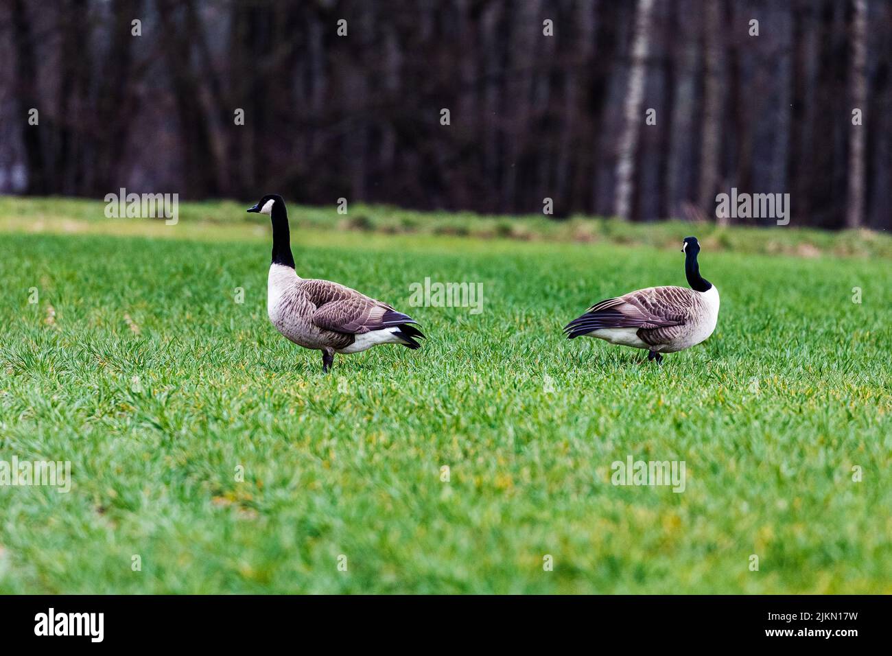 Foraging grass field wildlife bird hi-res stock photography and images ...