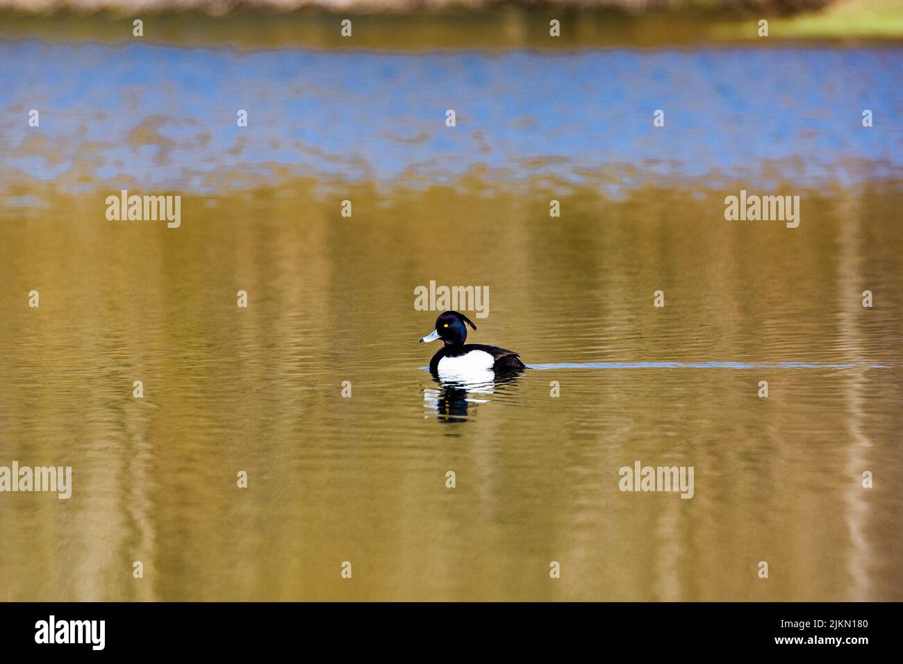 A lone diving duck floating on a calm lake with its reflection on the ...