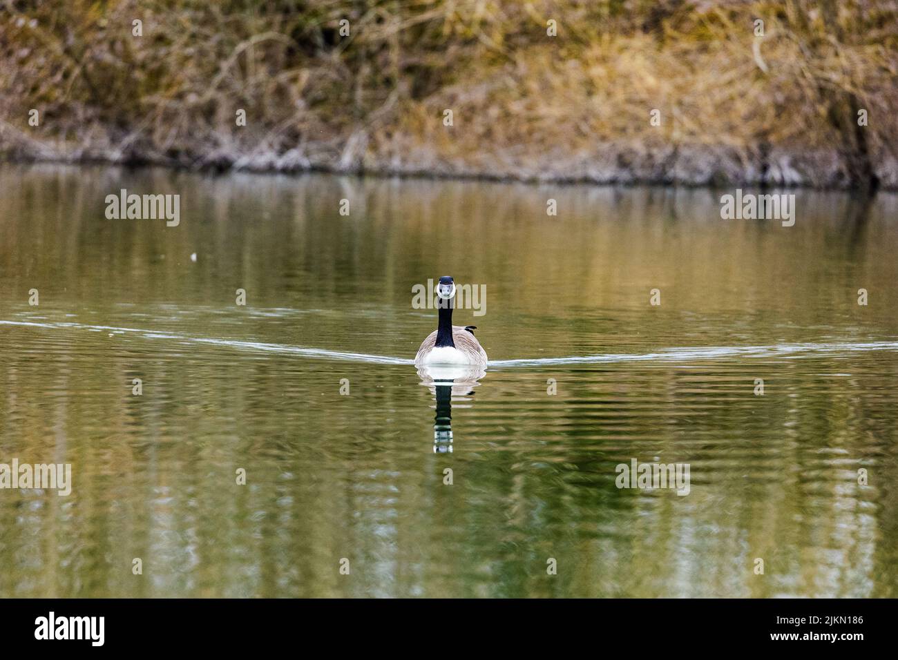 A lone Canadian goose floating on a calm lake with its reflection on ...