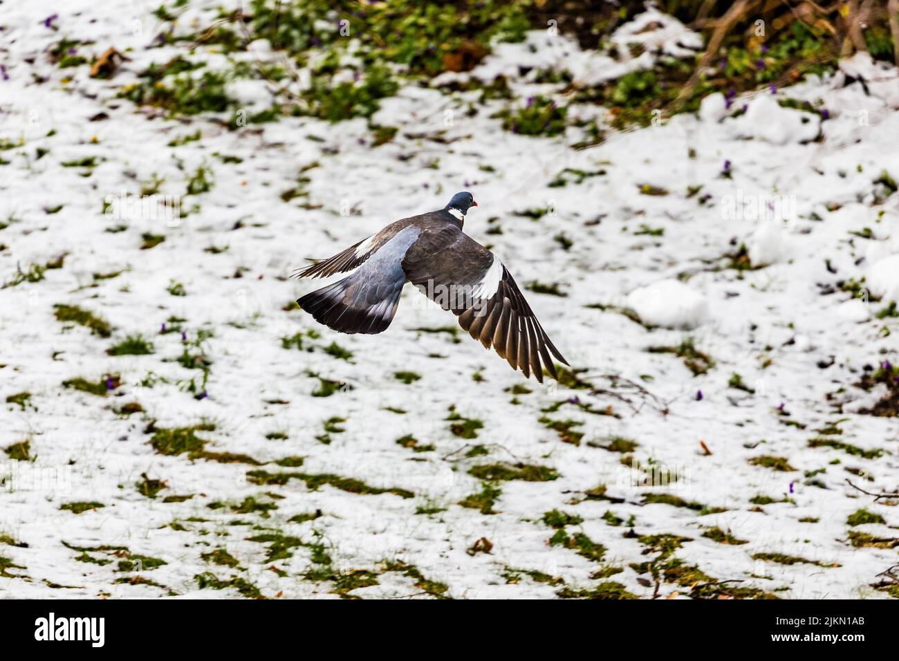 A flying rock dove over a snow-covered field during winter Stock Photo ...