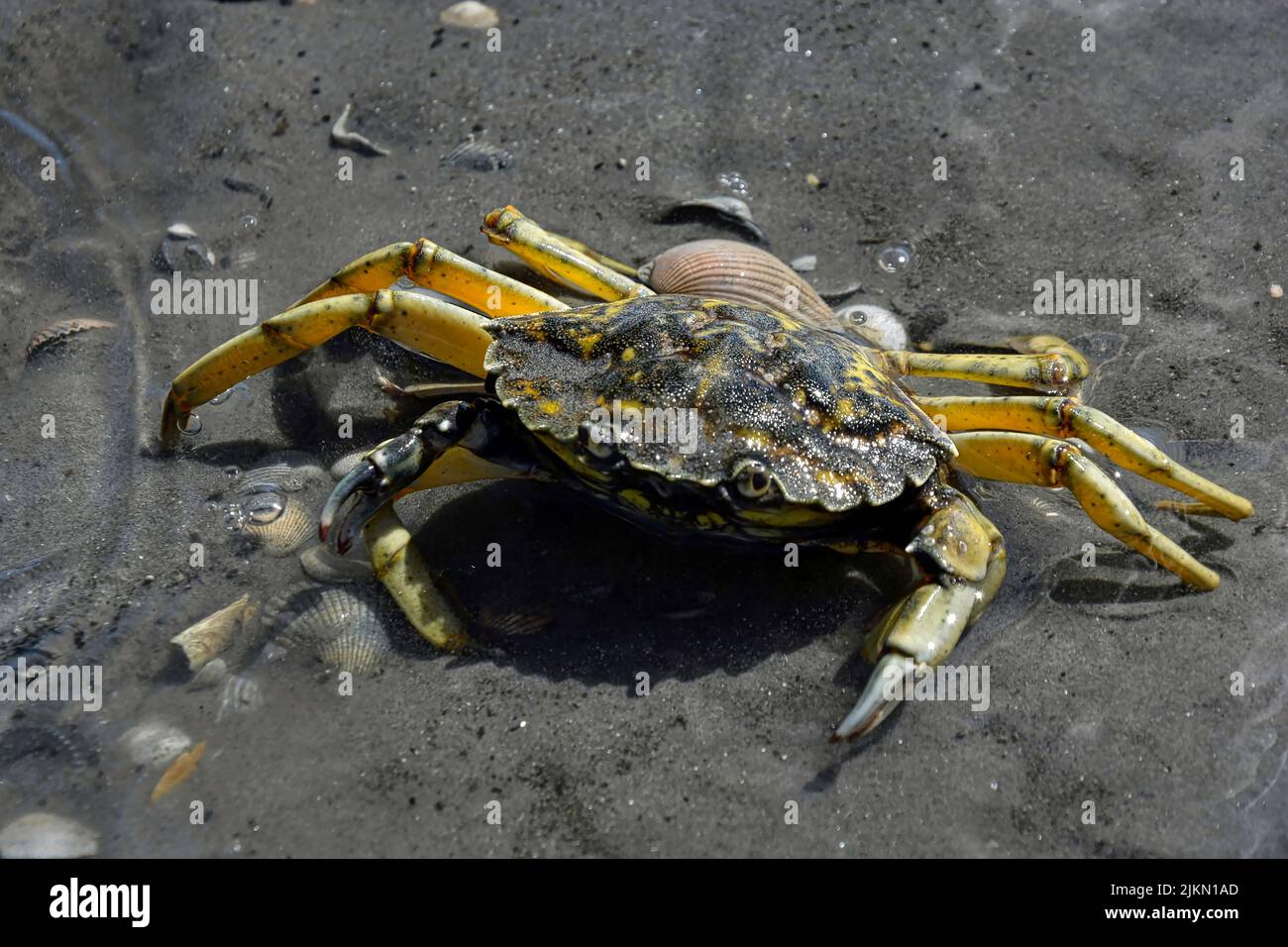 European green crab hi-res stock photography and images - Alamy
