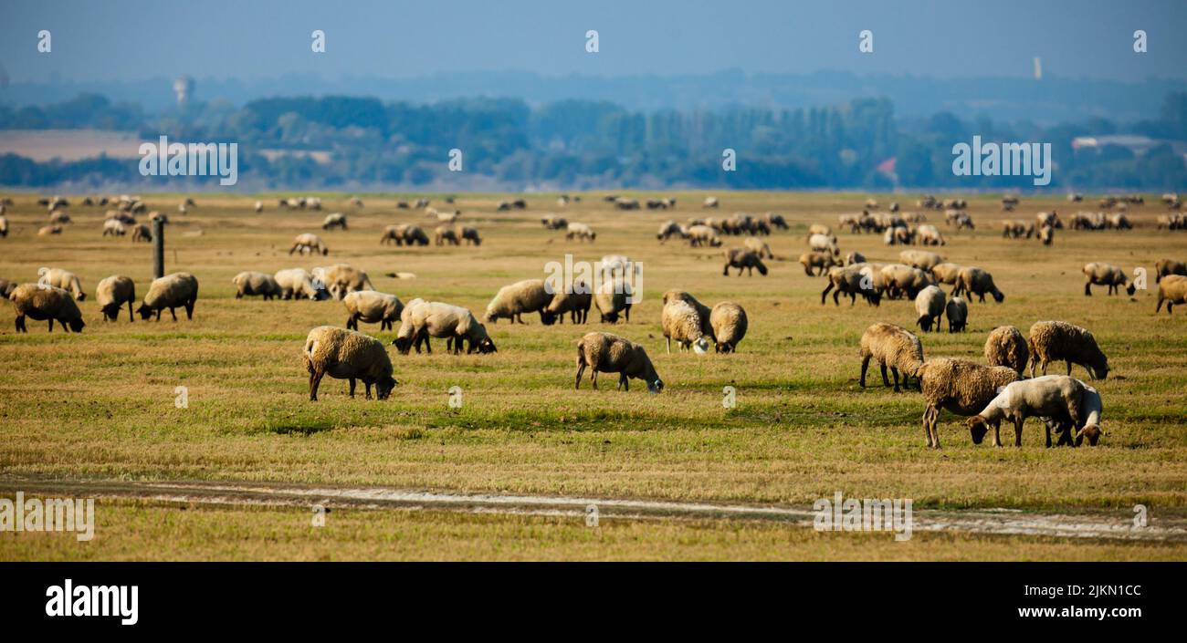 Sheep farming medieval hi-res stock photography and images - Alamy