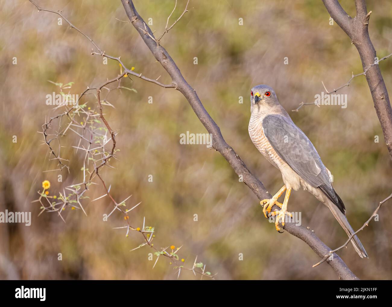 Asian shikra hi-res stock photography and images - Alamy