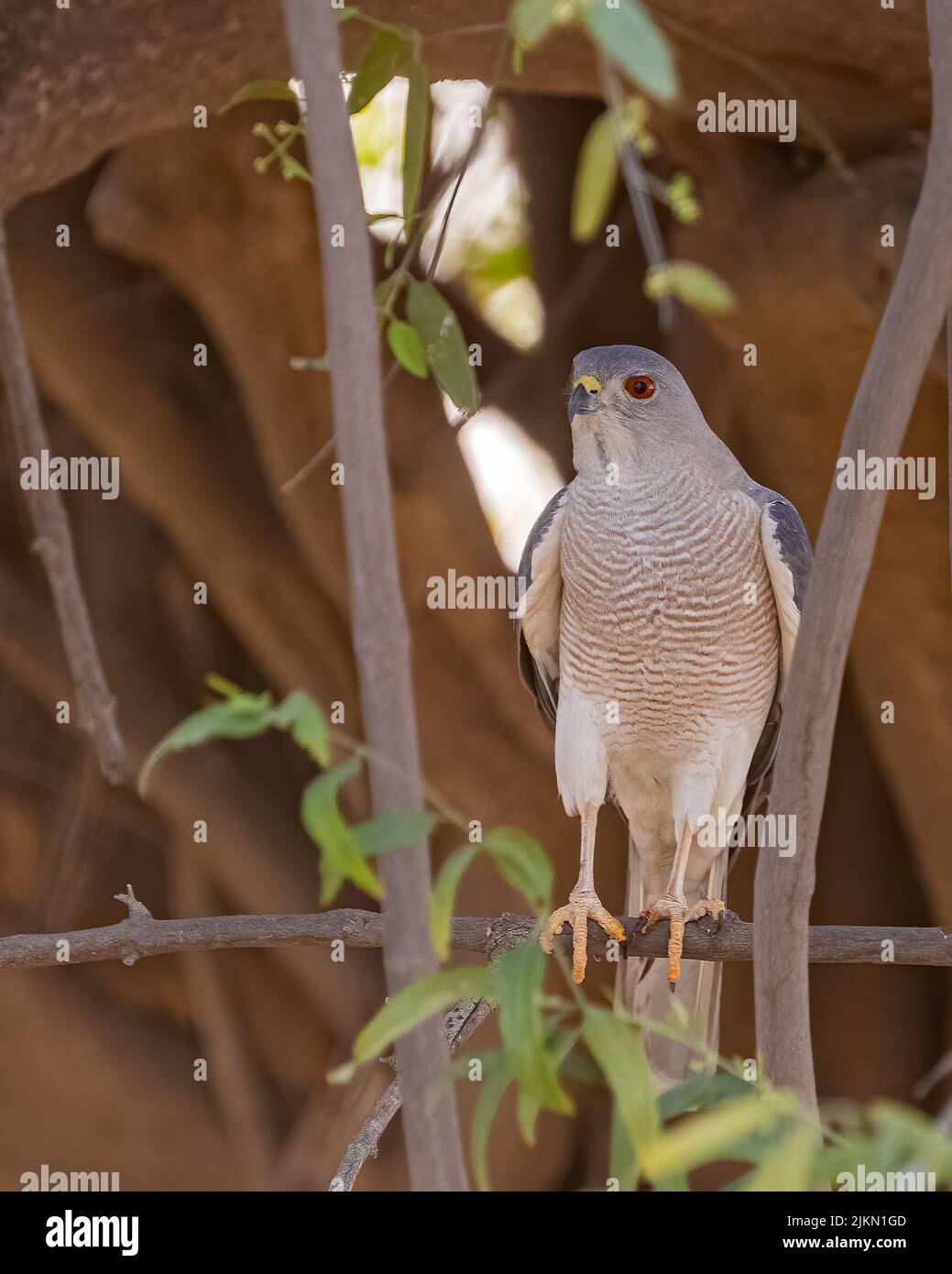 Asian shikra hi-res stock photography and images - Alamy
