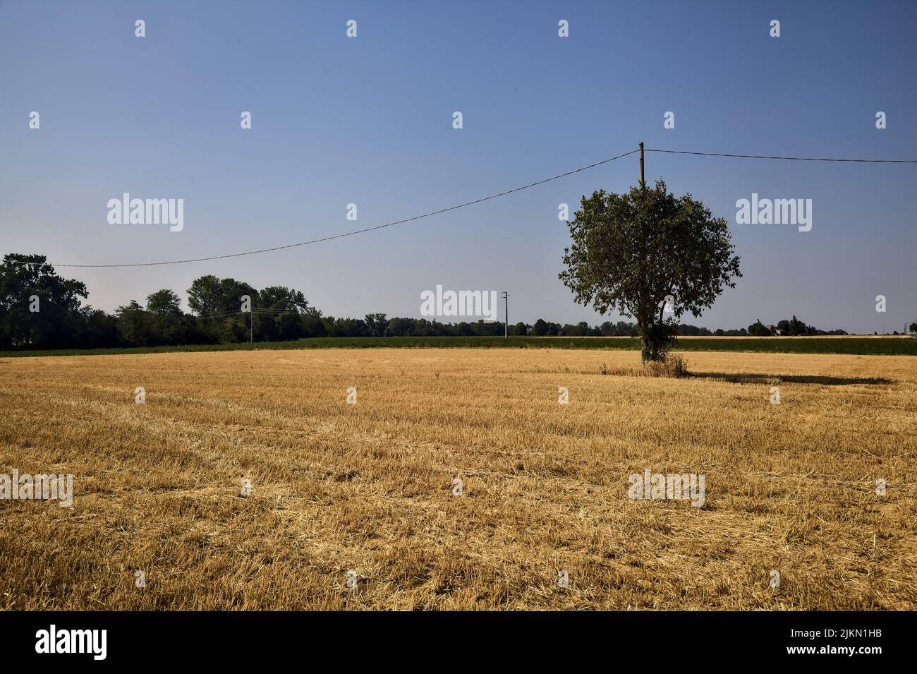 Mowed field corn tree hi-res stock photography and images - Alamy