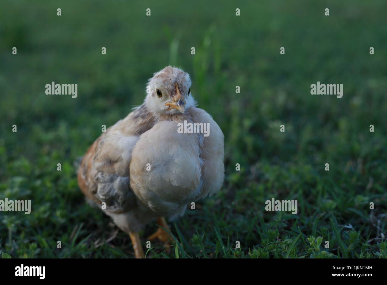 Baby chickens hi-res stock photography and images - Alamy