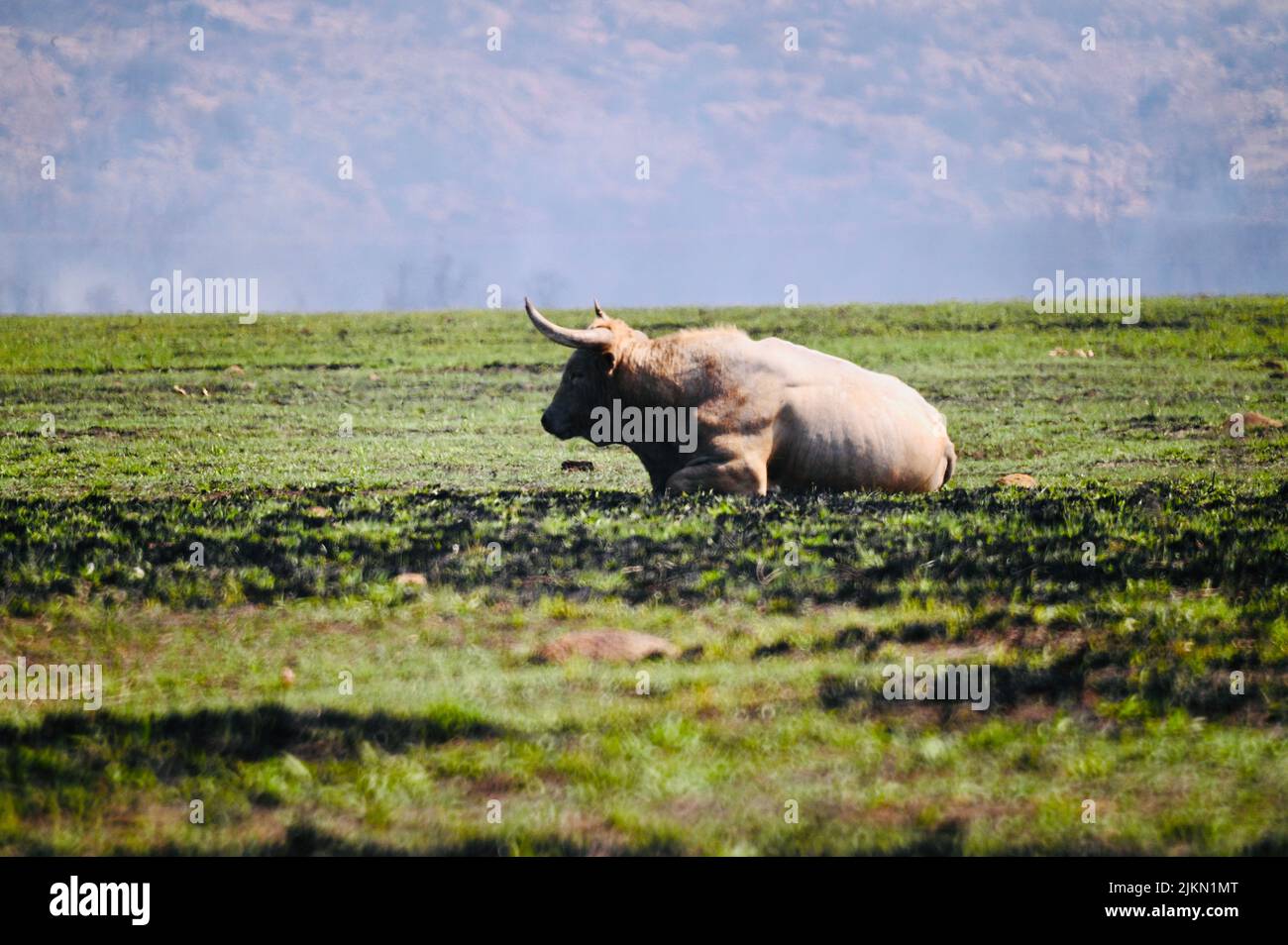 The Texas longhorn bull in Wichita mountains, Oklahoma Stock Photo - Alamy