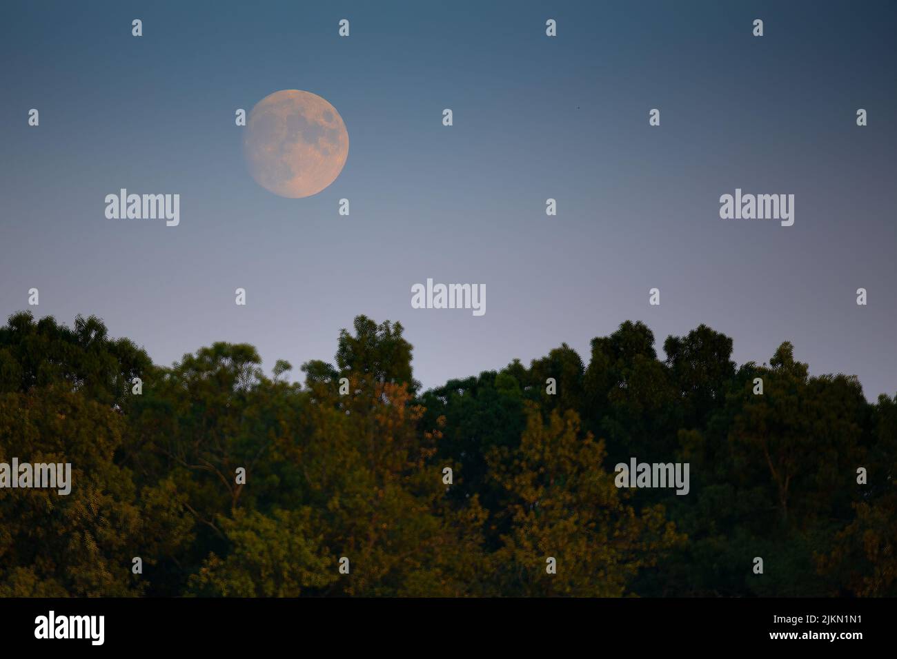 A scenic view of the moon in the blue sky above the tree tops Stock ...