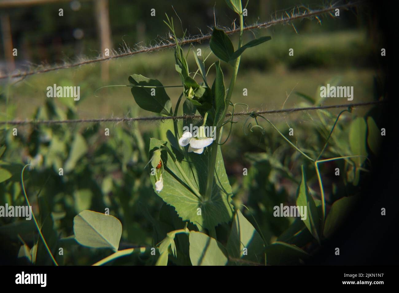 Farming guide hi-res stock photography and images - Alamy