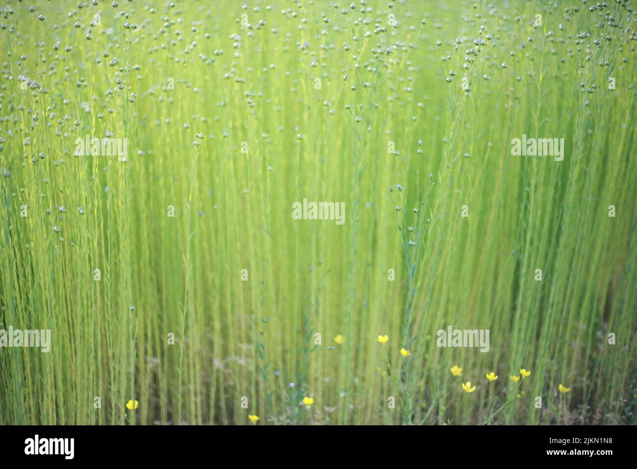 Crop pattern hi-res stock photography and images - Alamy