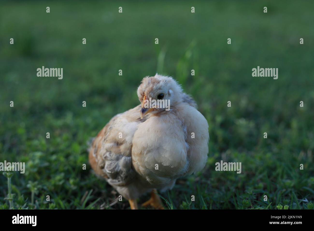Baby chickens hi-res stock photography and images - Alamy