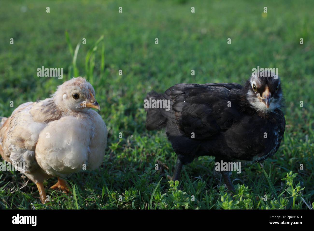 Baby chicks hi-res stock photography and images - Alamy