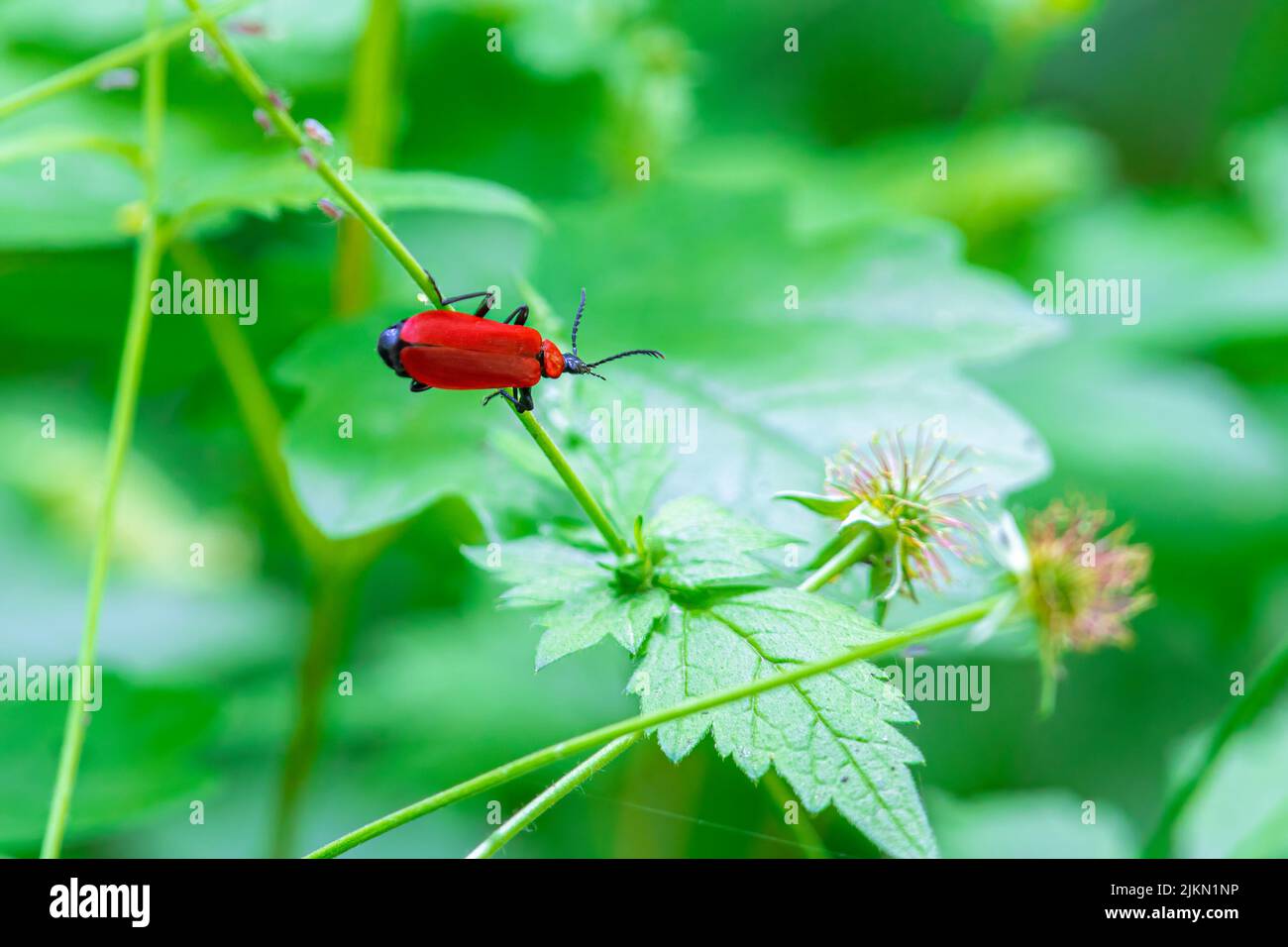 A closeup of a fire flower crimson on a green stem of a plant Stock ...