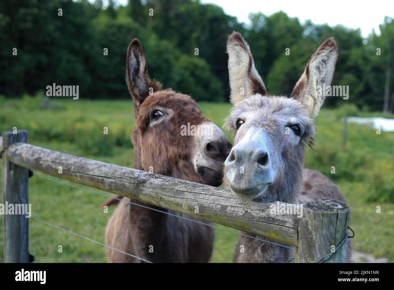 Silly donkeys hi-res stock photography and images - Alamy