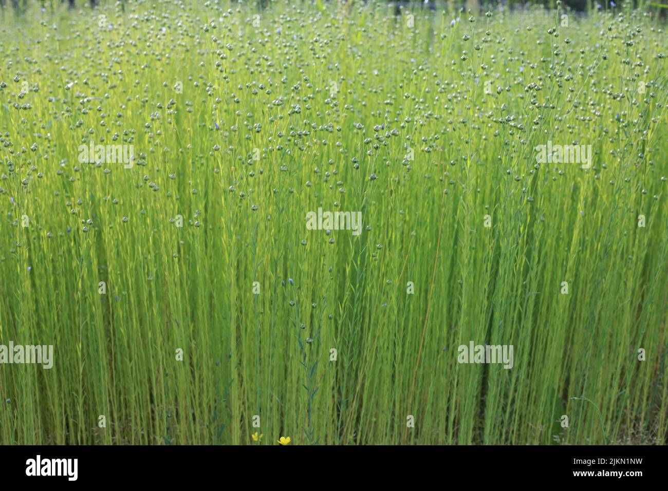 Beautiful green pattern of Tall grass showing tops and bottom of the ...