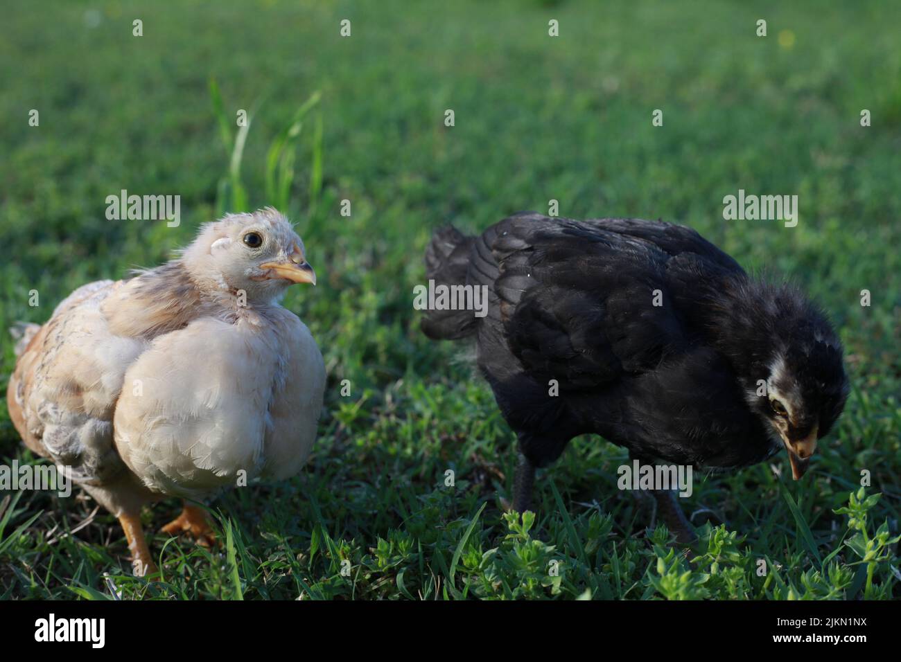 Two baby chicks stand in grass, one looking curious, one looking down ...
