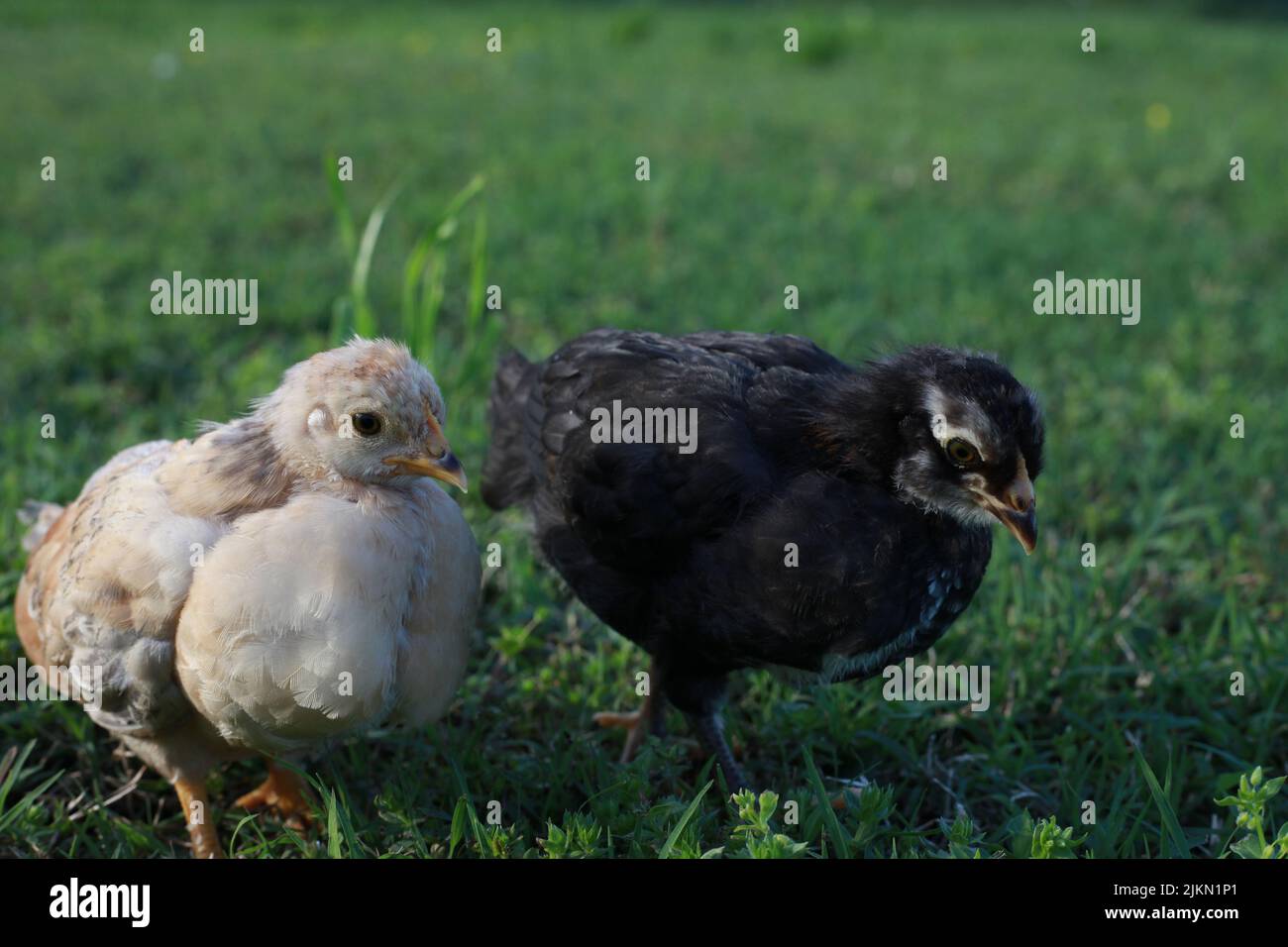 Two baby chicks stand in grass, both look right Stock Photo - Alamy