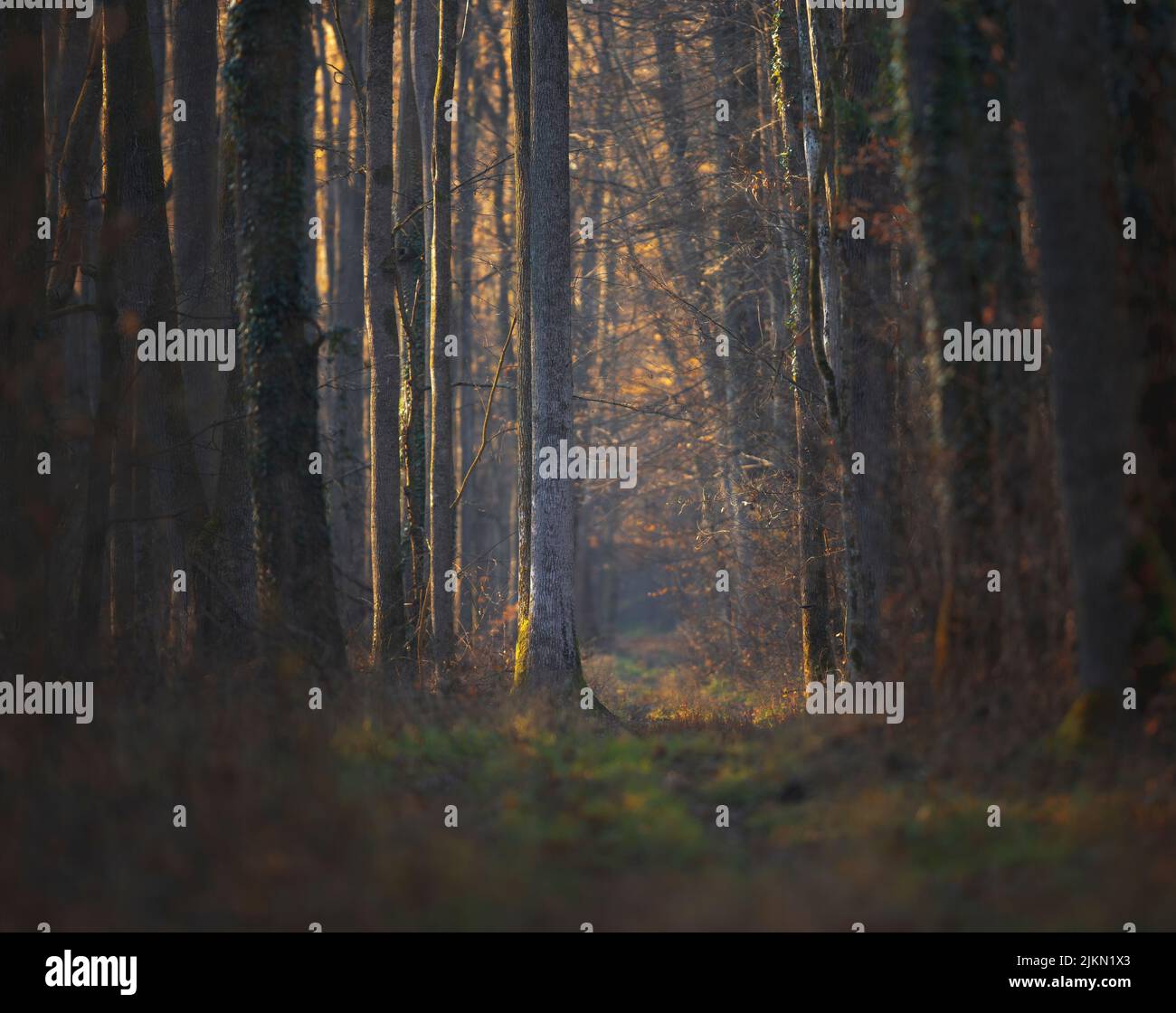 Sunlight shining through branches of tree hi-res stock photography and ...