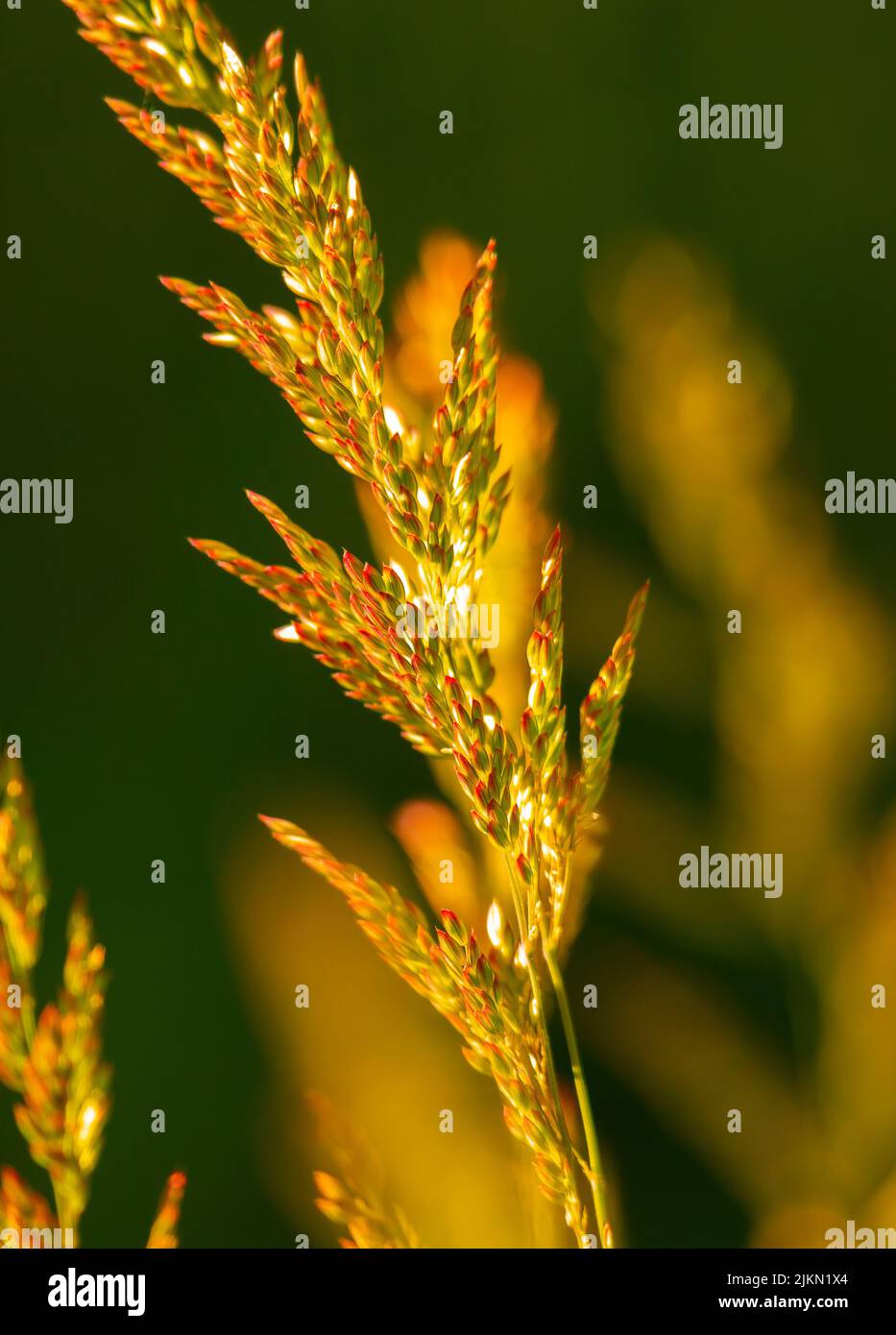 Wheat leaf hi-res stock photography and images - Alamy