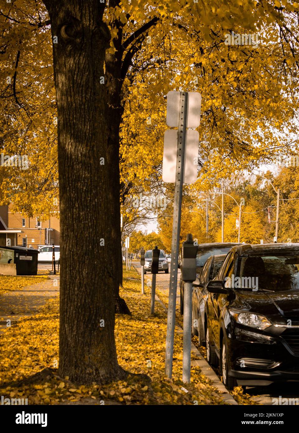 Trees by street hi-res stock photography and images - Alamy