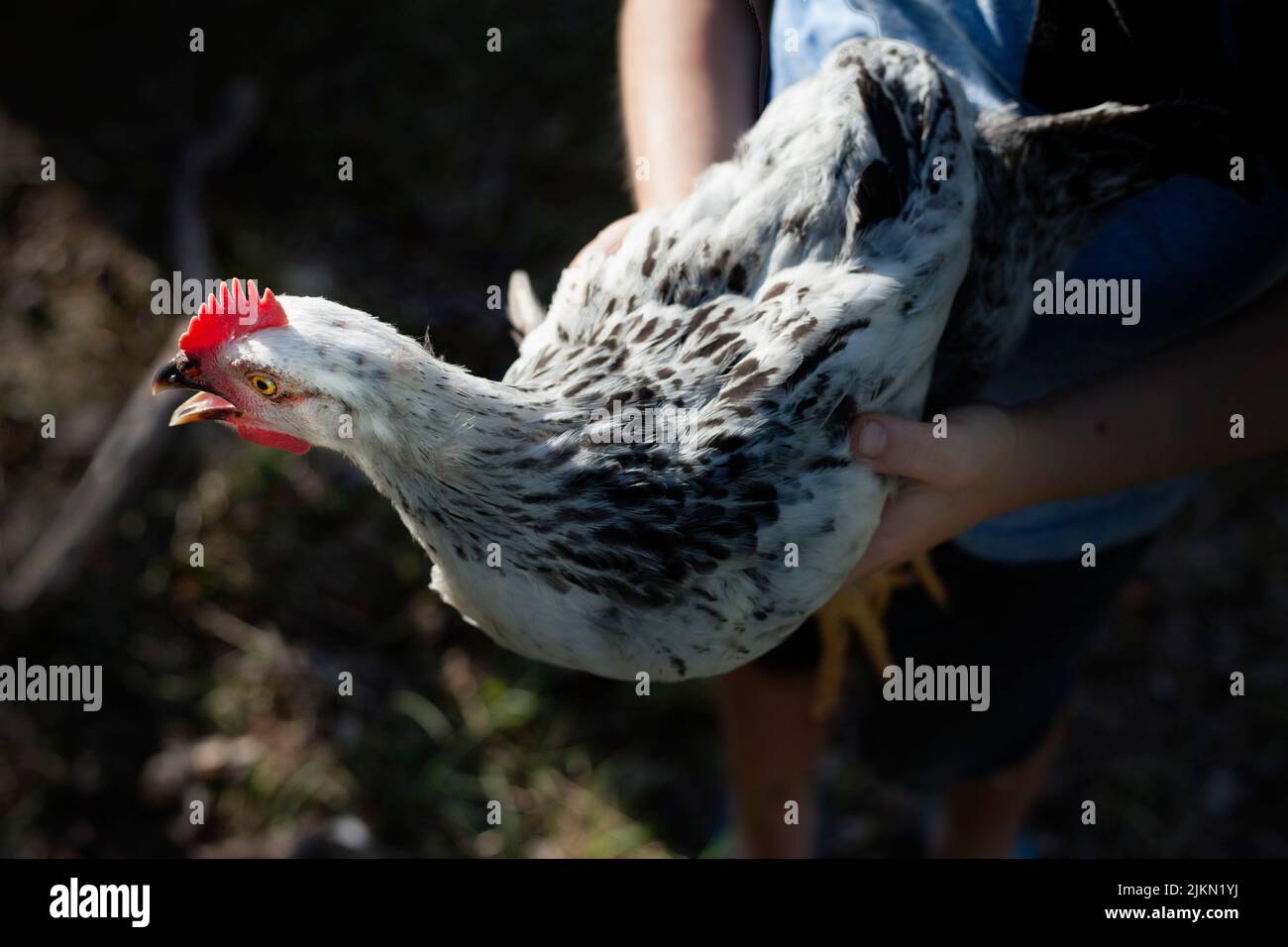 We look down at a child who holds a chicken that is looking off to the ...