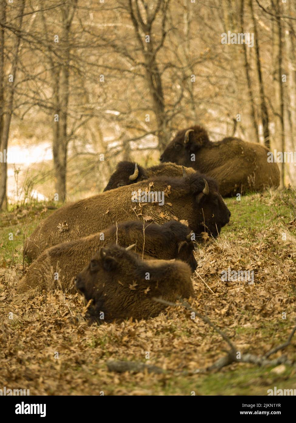 American animals hi-res stock photography and images - Alamy