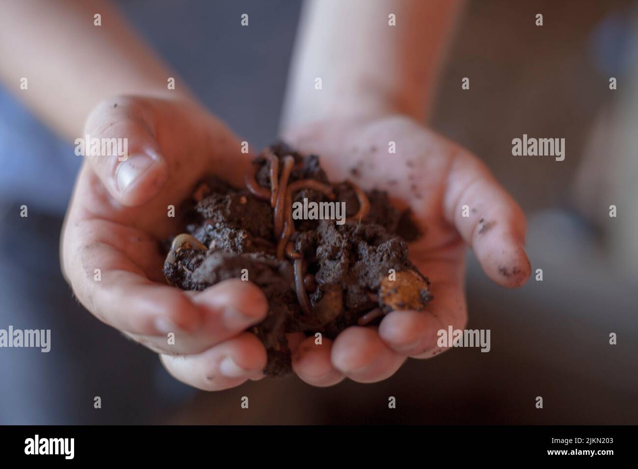 Hands holding worms and dirt hi-res stock photography and images - Alamy