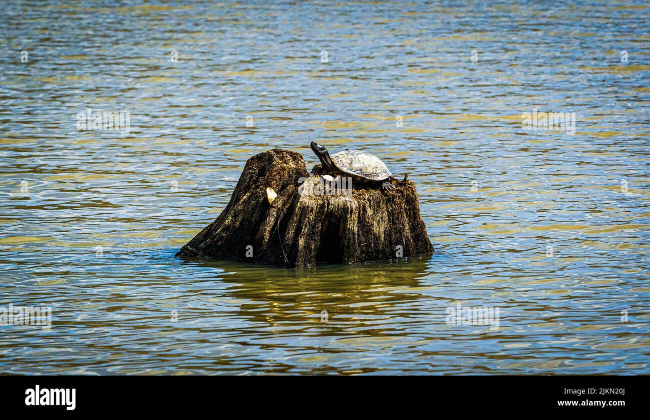 View sea turtle hi-res stock photography and images - Alamy