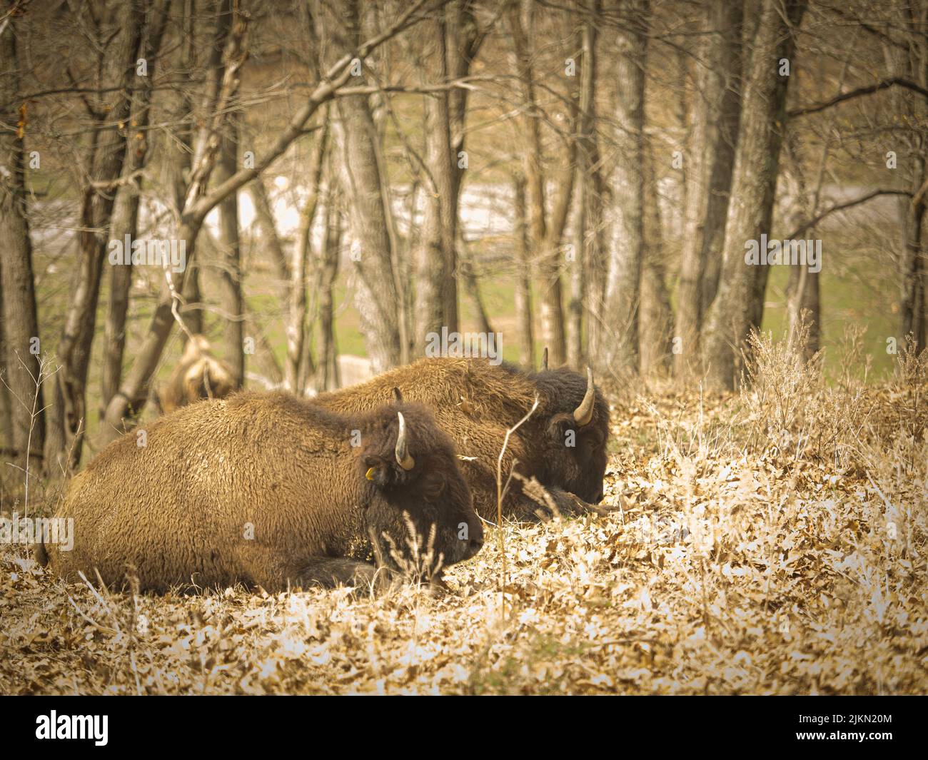 Bisons habitat hi-res stock photography and images - Alamy