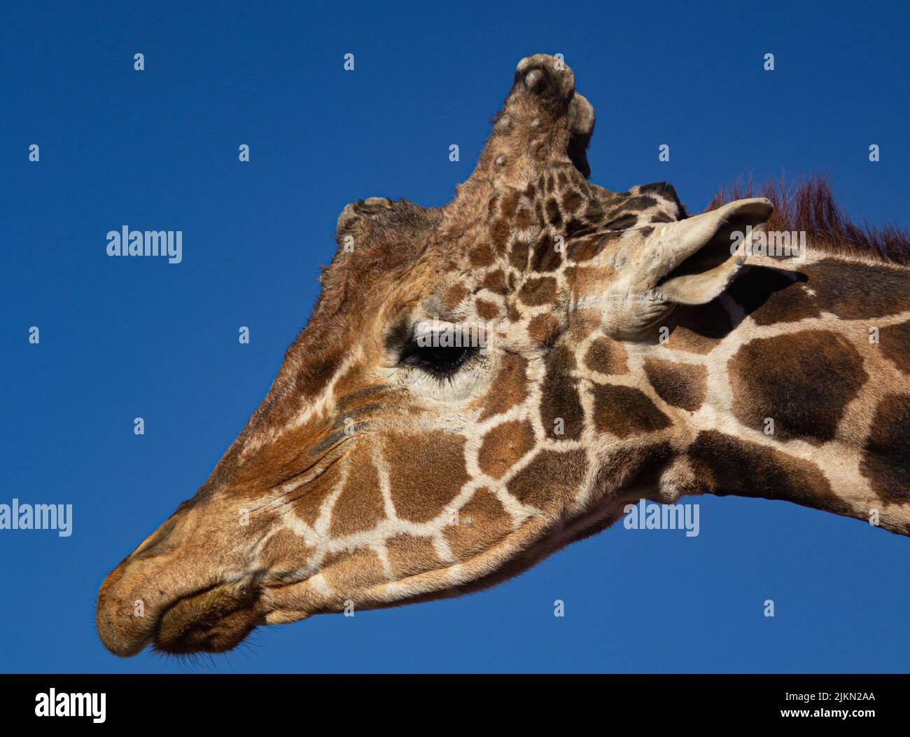 Giraffe beauty hi-res stock photography and images - Alamy