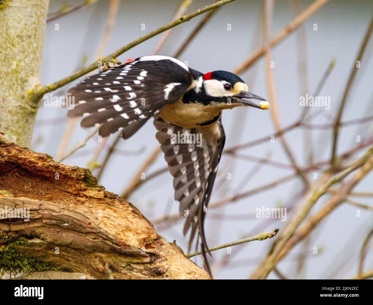 A close-up shot of a Great spotted woodpecker flying with a wooden ...