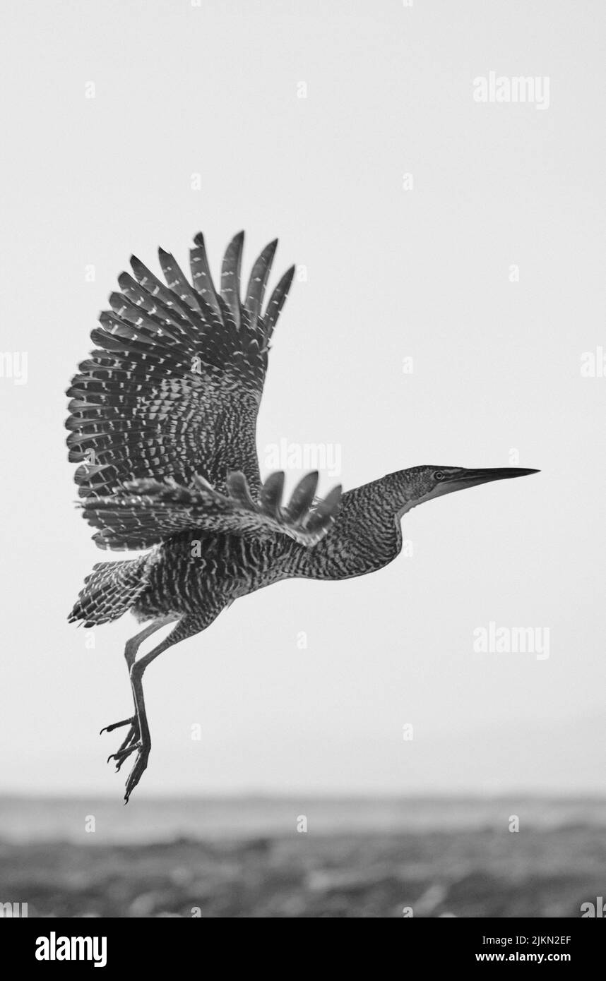 Grayscale bird flying in Black and White Stock Photos & Images - Alamy