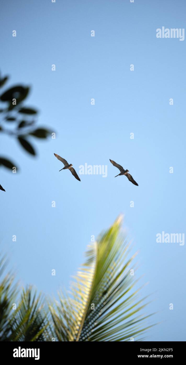 Flying tropical birds hi-res stock photography and images - Alamy