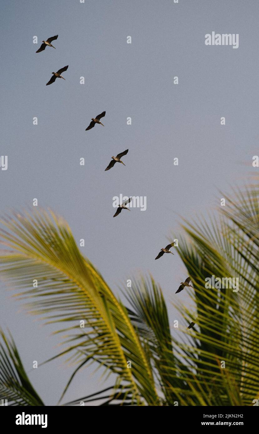 Flying tropical birds hi-res stock photography and images - Alamy