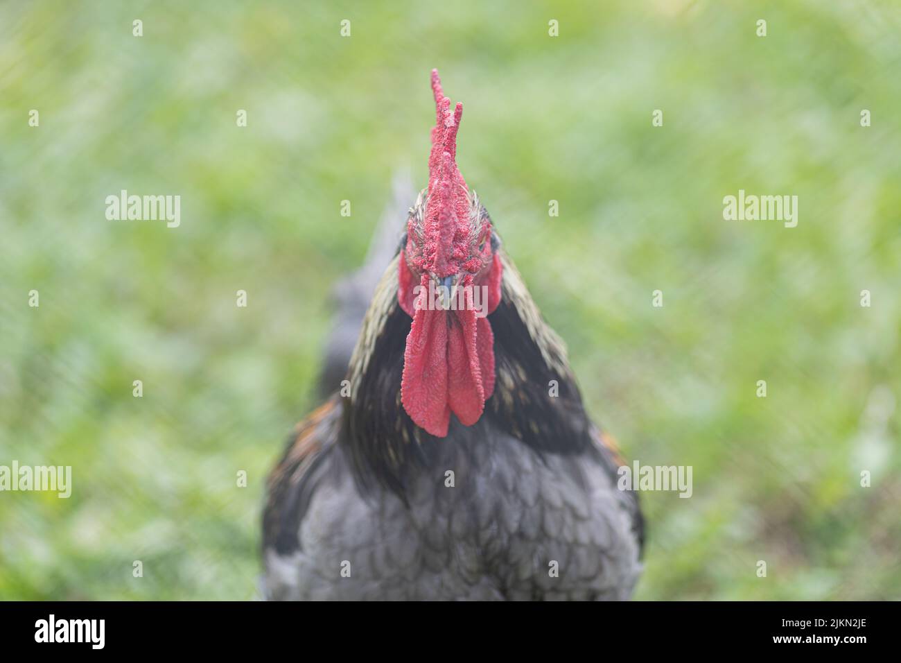 Rooster wings hi-res stock photography and images - Alamy