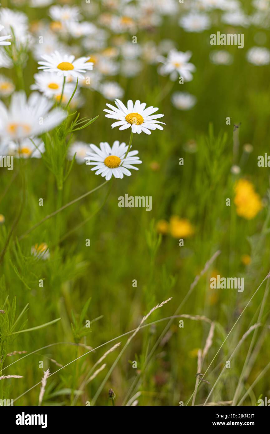 A vertical shot of the beautiful daisies blooming in the field Stock ...