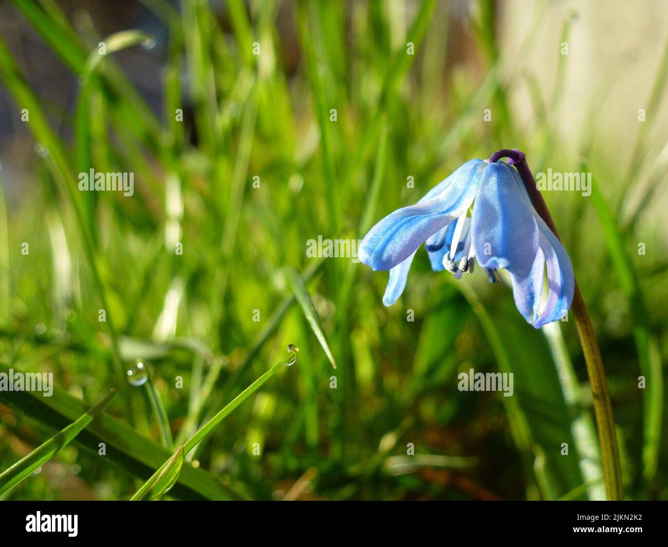 A macro view of a blue Scilla flower against the background of grass ...