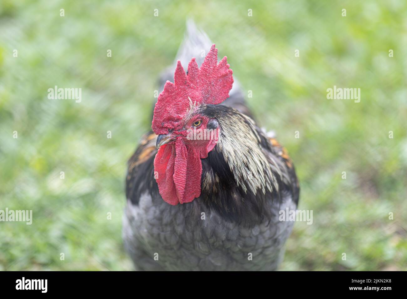 Rooster wings hi-res stock photography and images - Alamy
