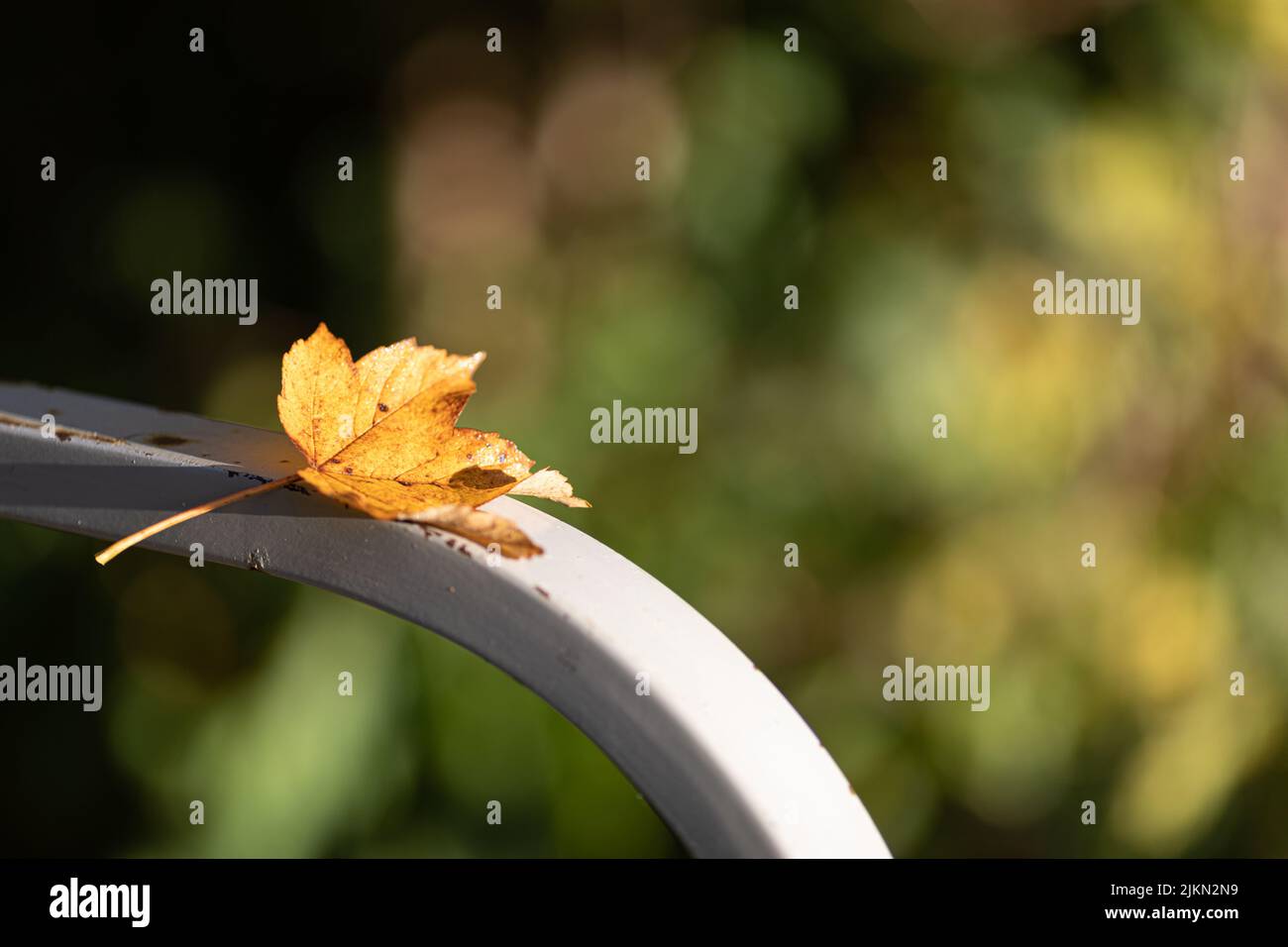 Metal leaf plant hi-res stock photography and images - Alamy